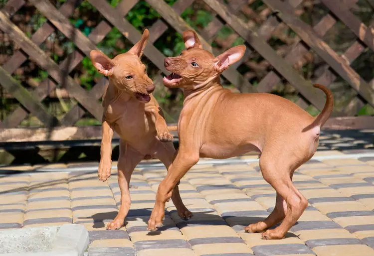 dois cachorros Cirneco del Etna