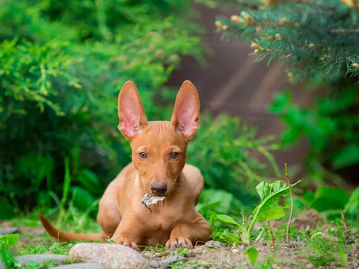 Cirneco del Etna: descrição da raça canina com fotos e vídeos 5520_5