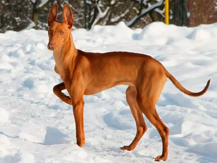 Cirneco del Etna: malongosoledwe a mtundu wa agalu ndi zithunzi ndi makanema 5520_9