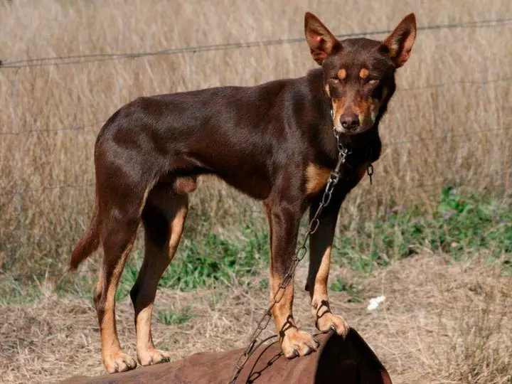 Australian Kelpie: përshkrimi i racës së qenve me foto dhe video 5522_14
