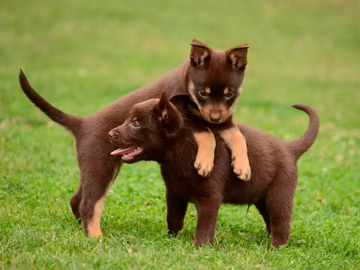 Australian Kelpie: përshkrimi i racës së qenve me foto dhe video 5522_6