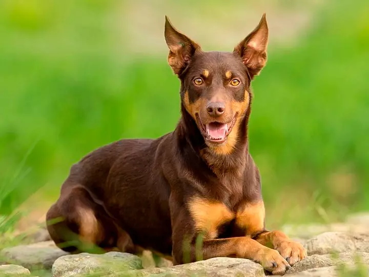 Kelpie australiano: descripción de la raza de perro con fotos y videos 5522_7
