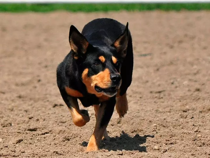 Kelpie australiano: descripción de la raza de perro con fotos y videos 5522_8
