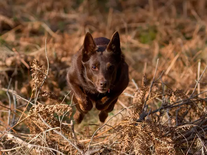 Kelpie australiano: descripción de la raza de perro con fotos y videos 5522_9