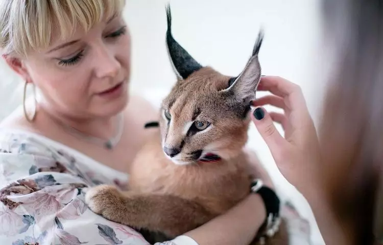 Felinologist with a Caracal cat