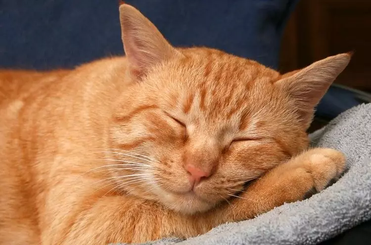 眠っている生姜猫