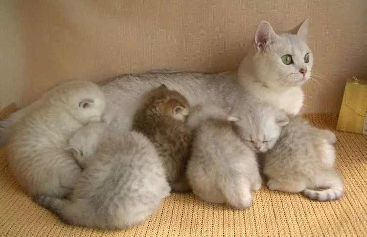 Cat na kittens