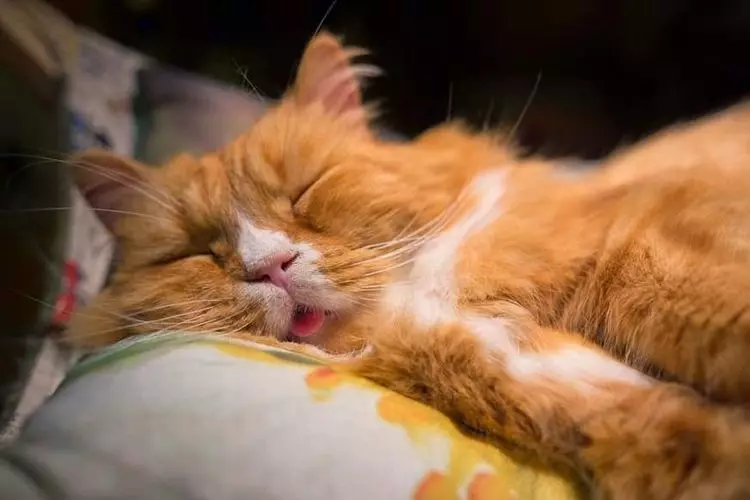 گربه زنجبیلی با زبان بیرون خوابیده است