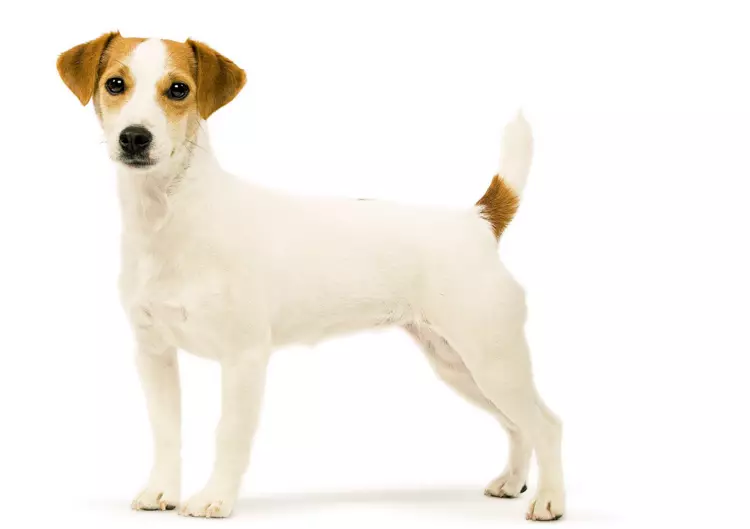baka anjing parson russell terrier