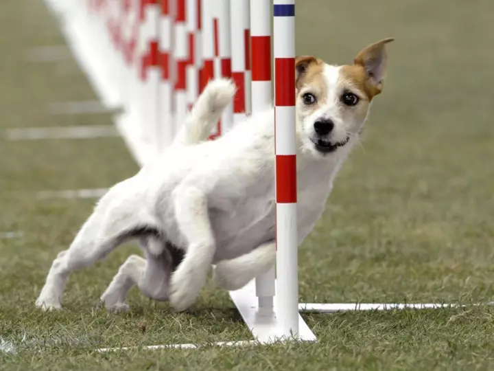 Parson Russell Terrier: beskrivning av hundrasen med foton och videor 5532_10