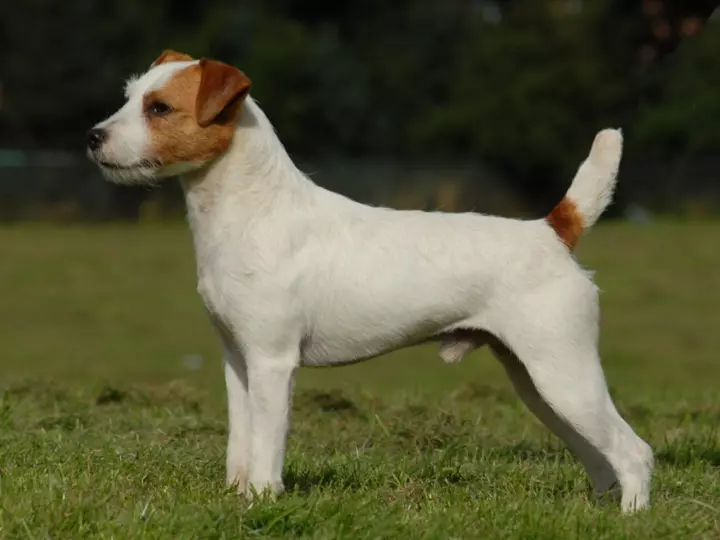 Parson Russell Terrier: beskrivelse av hunderasen med bilder og videoer 5532_11