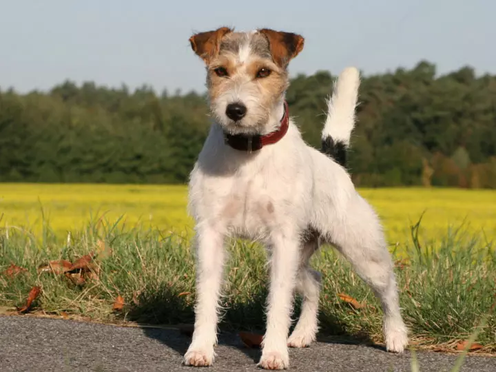 Parson Russell Terrier: beskrivning av hundrasen med foton och videor 5532_12