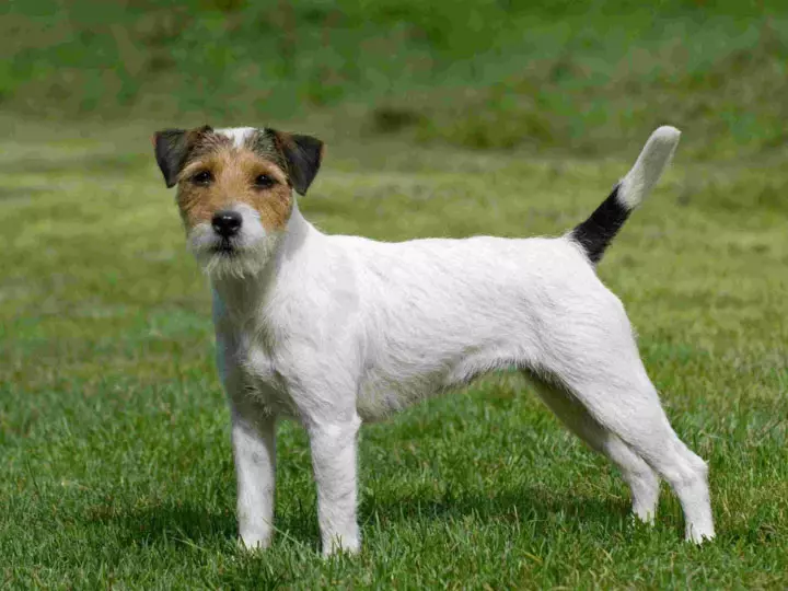 Parson Russell Terrier: beskrivning av hundrasen med foton och videor 5532_13