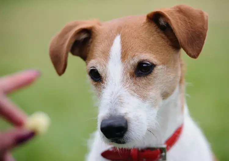 parson russell terrier foto