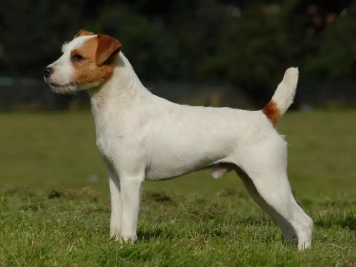 Parson Russell Terrier: penerangan tentang jenis anjing dengan foto dan video 5532_4