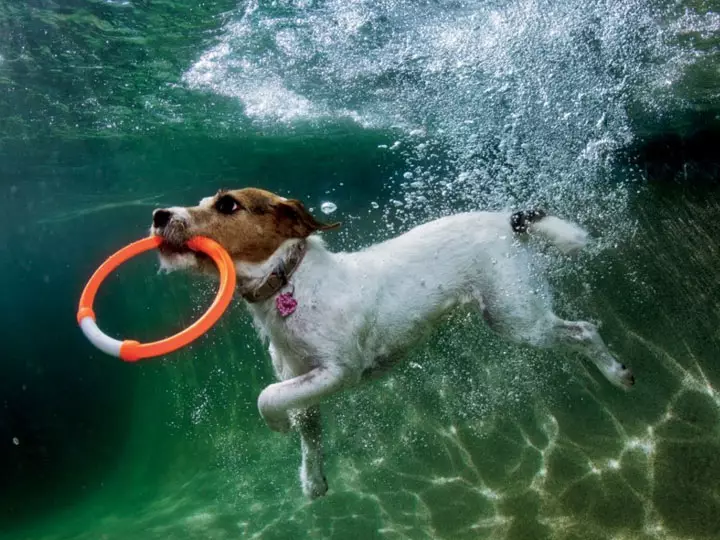 Parson Russell Terrier: fotoşəkillər və videolar ilə it cinsinin təsviri 5532_5