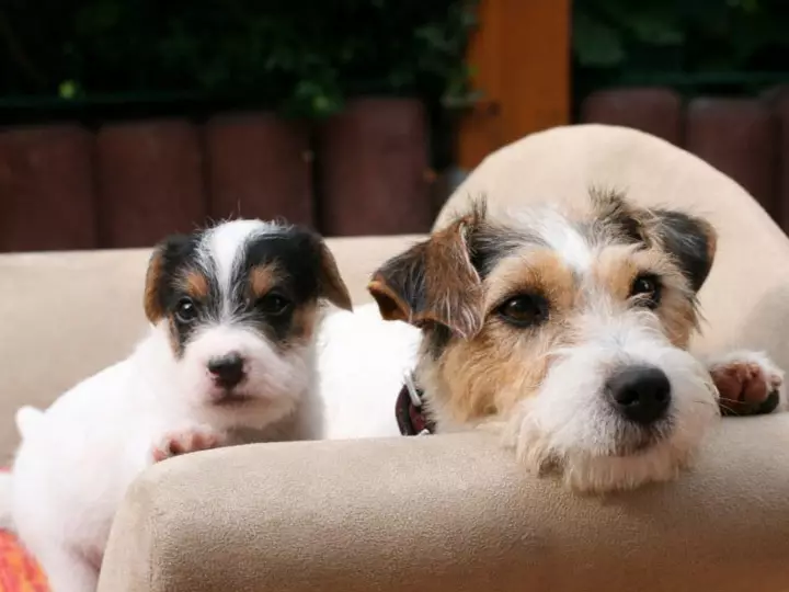 Parson Russell Terrier: penerangan tentang jenis anjing dengan foto dan video 5532_6