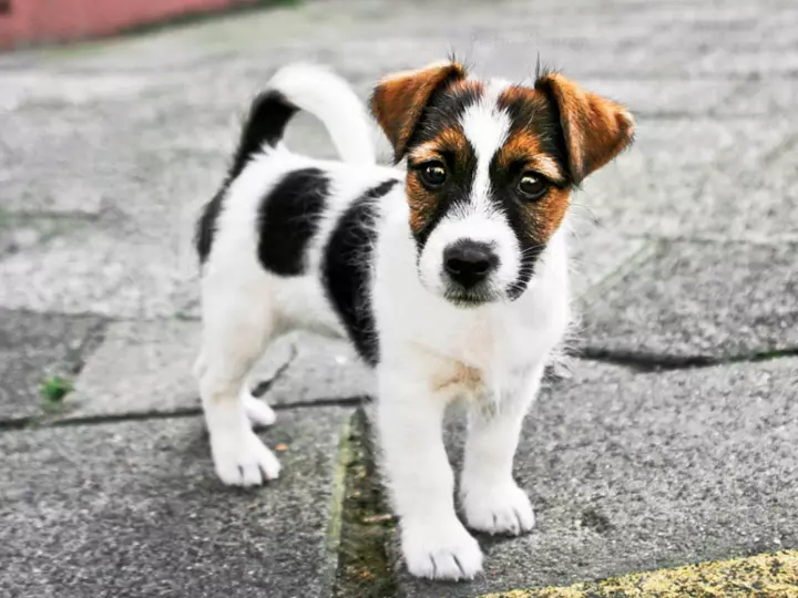 Parson Russell Terrier: penerangan tentang jenis anjing dengan foto dan video 5532_7
