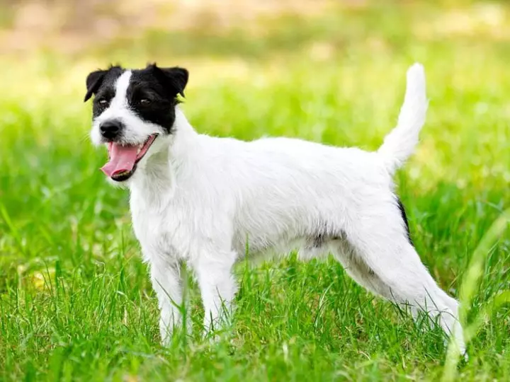 Parson Russell Terrier: penerangan tentang jenis anjing dengan foto dan video 5532_8