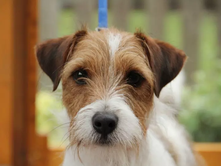 Parson Russell Terrier: beskrivelse av hunderasen med bilder og videoer 5532_9