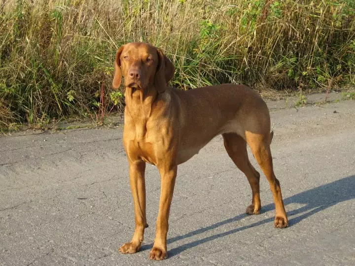 Descrição da raça Hungarian Vizsla (Hungarian Pointing Dog) com fotos e vídeos 5534_11