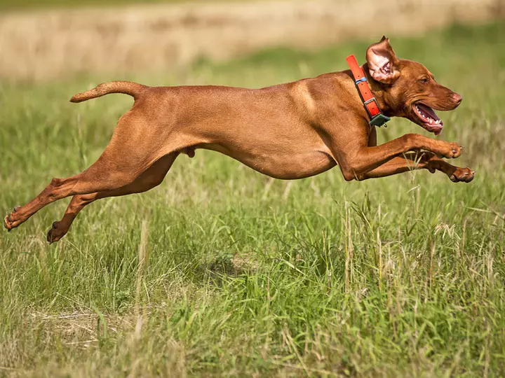 Descrição da raça Hungarian Vizsla (Hungarian Pointing Dog) com fotos e vídeos 5534_8