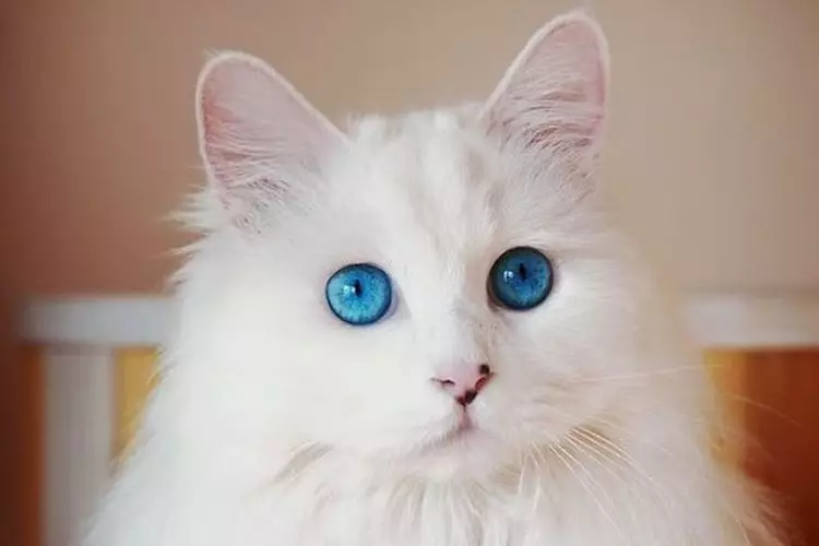 კატები ლურჯი თვალებით: ჯიშები | თეთრი, შავი, ფოტო