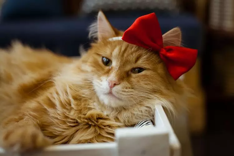 Kucing merah dengan busur di kepalanya