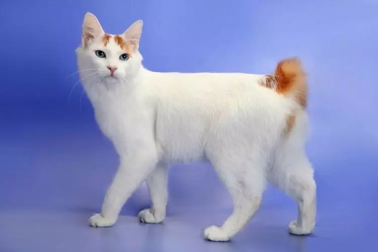 japanski bobtail