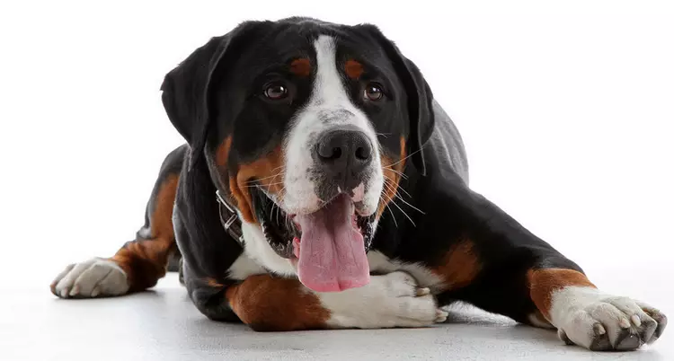 ảnh của Greater Swiss Mountain Dog