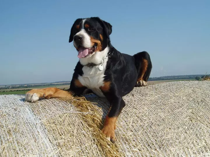 Greater Swiss Mountain Dog: mô tả về giống chó này với ảnh và video 5540_10