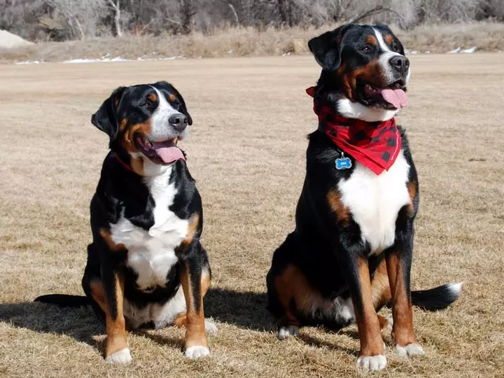 Улуу Swiss Mountain Dog: сүрөттөр жана видеолор менен тукумдун сүрөттөлүшү 5540_11