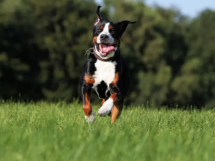 Greater Swiss Mountain Dog: mô tả về giống chó này với ảnh và video 5540_13