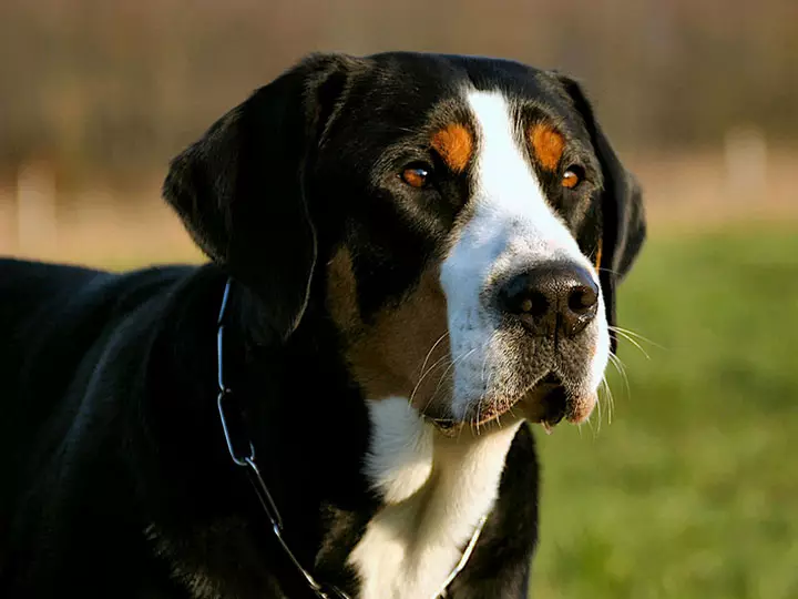 Улуу Swiss Mountain Dog: сүрөттөр жана видеолор менен тукумдун сүрөттөлүшү 5540_15