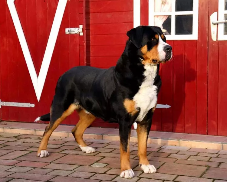 Улуу Swiss Mountain Dog сүрөтү