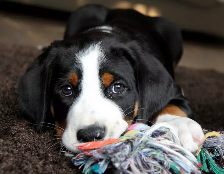 Con chó con Swiss Mountain Dog