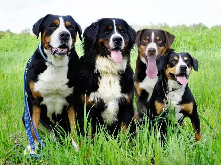 Greater Swiss Mountain Dog: mô tả về giống chó này với ảnh và video 5540_6