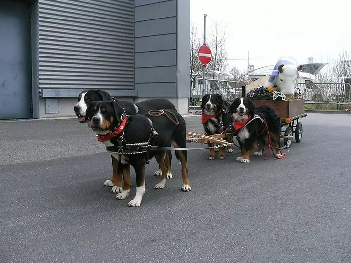 Улуу Swiss Mountain Dog: сүрөттөр жана видеолор менен тукумдун сүрөттөлүшү 5540_7