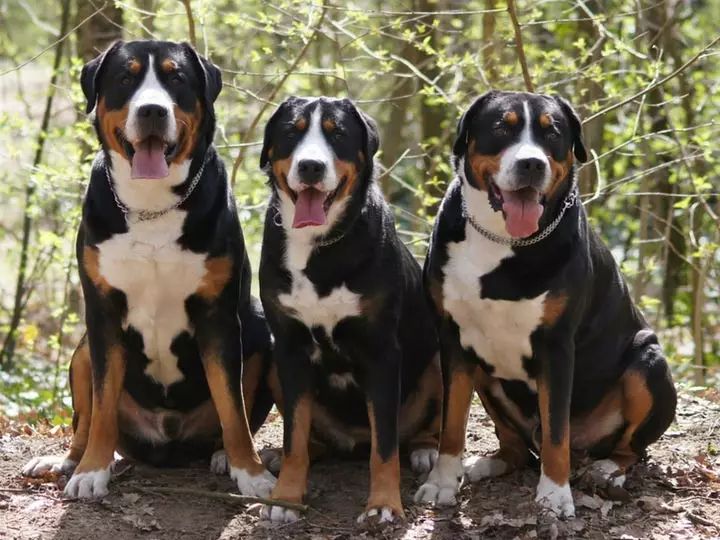 Улуу Swiss Mountain Dog: сүрөттөр жана видеолор менен тукумдун сүрөттөлүшү 5540_8