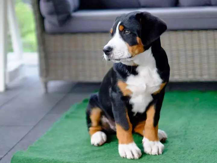 Greater Swiss Mountain Dog: mô tả về giống chó này với ảnh và video 5540_9