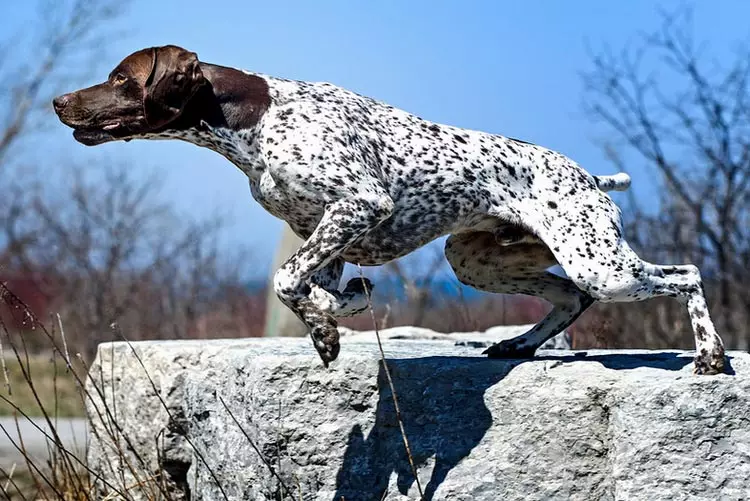 smuk korthåret pointer