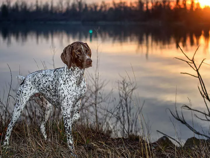 Kurzhaar: foto e video, descrizione completa della razza del cane, prezzi 5550_10