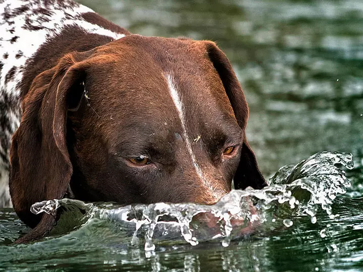 Kurzhaar: foto e video, descrizione completa della razza del cane, prezzi 5550_11