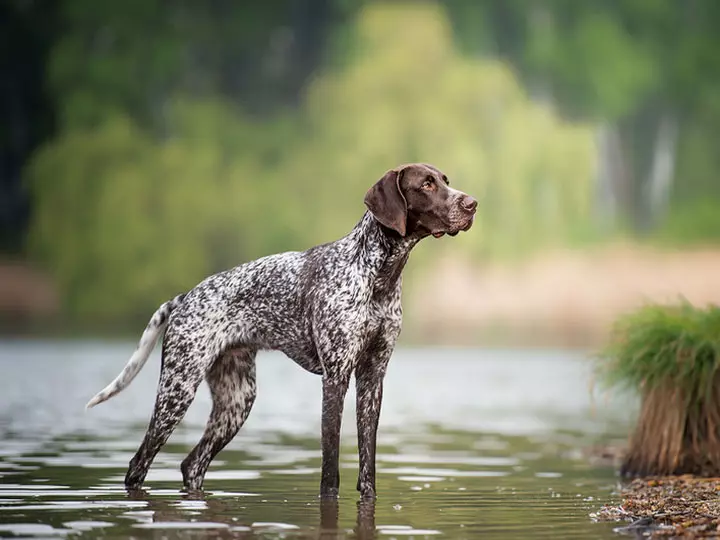 Kurzhaar: foto e video, descrizione completa della razza del cane, prezzi 5550_12