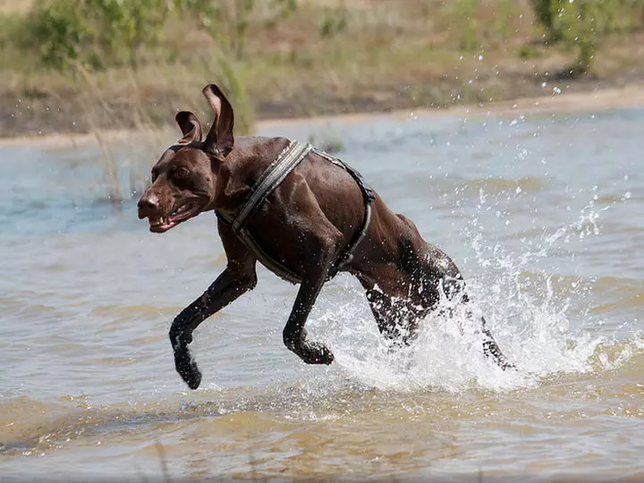 Kurzhaar: foto e video, descrizione completa della razza del cane, prezzi 5550_13