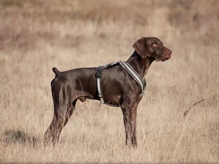 Kurzhaar: foto e video, descrizione completa della razza del cane, prezzi 5550_14