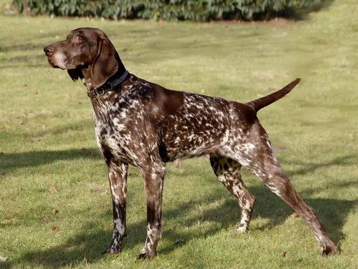 Kurzhaar: foto e video, descrizione completa della razza del cane, prezzi 5550_15