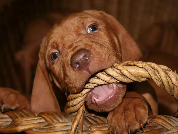 Kurzhaar: foto e video, descrizione completa della razza del cane, prezzi 5550_16