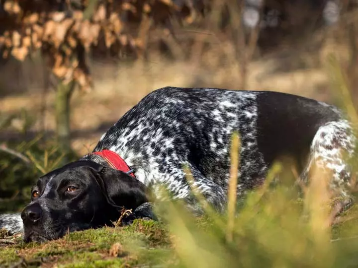 Kurzhaar: foto e video, descrizione completa della razza del cane, prezzi 5550_17