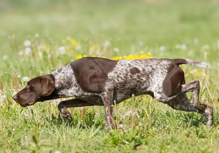 korthåret pointer på feltet